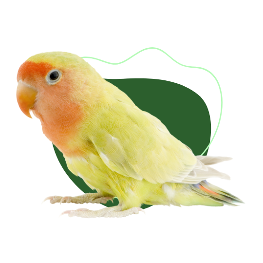 Wild Bird – Rowdy & Archie Pet Shop