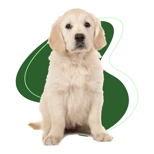 Dog – Rowdy & Archie Pet Shop